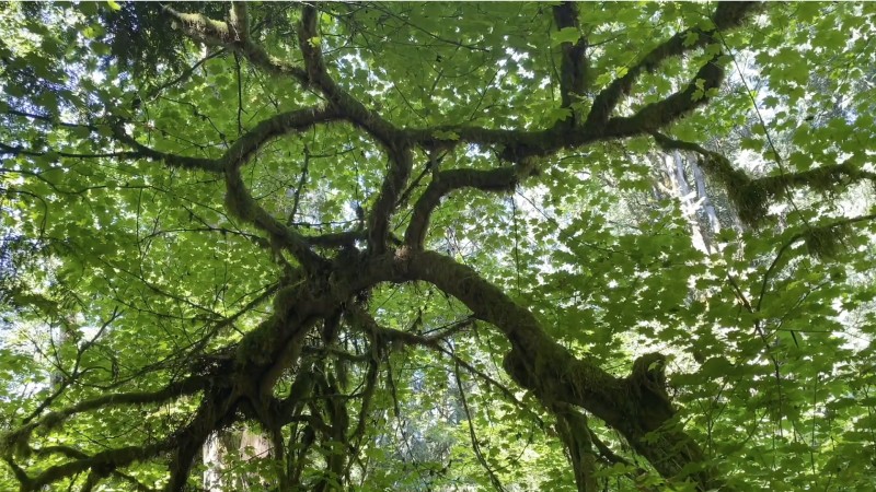 Meditation Sampler for Beginners Try Three Popular Meditation and ...